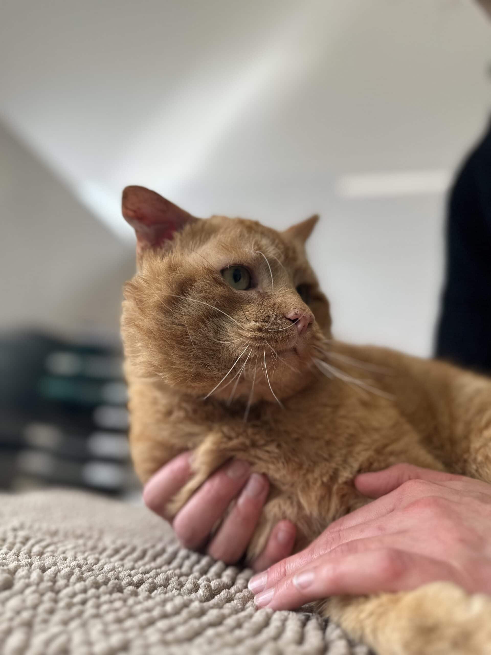 Puschi setzt zum Endspurt an - Tierheim Oldenburg