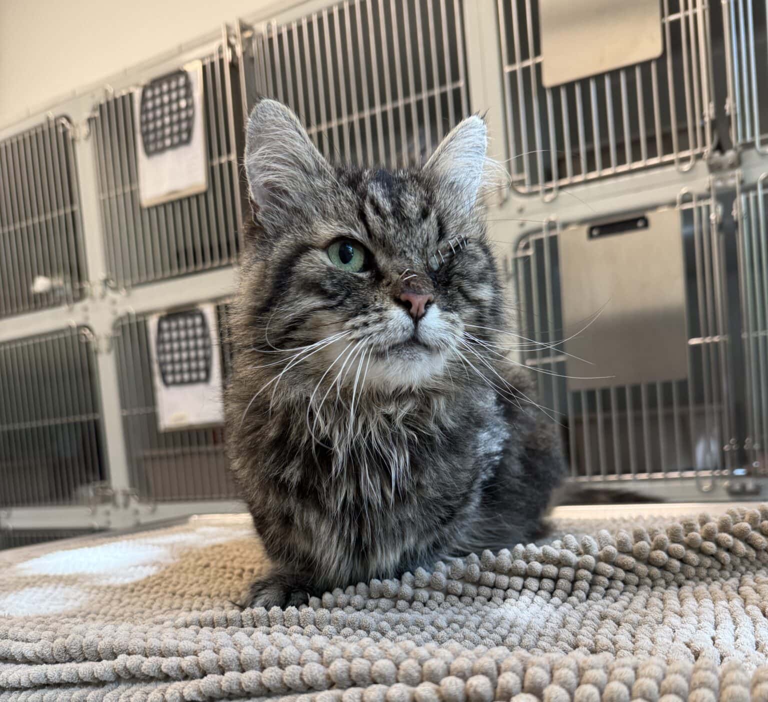 Unsere Hunde stellen sich vor: - Tierheim Oldenburg